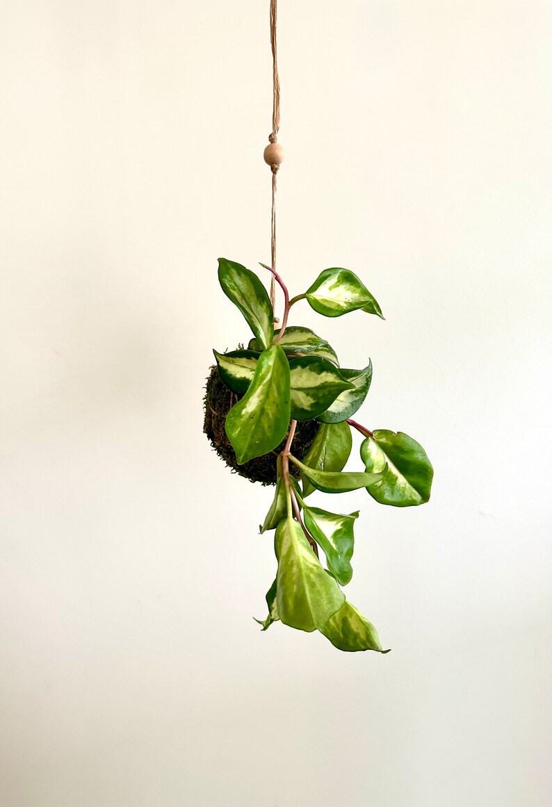 Hoya Carnosa Kokedama, Live Plant Kokedama, Japanese Plant Art, Moss ...