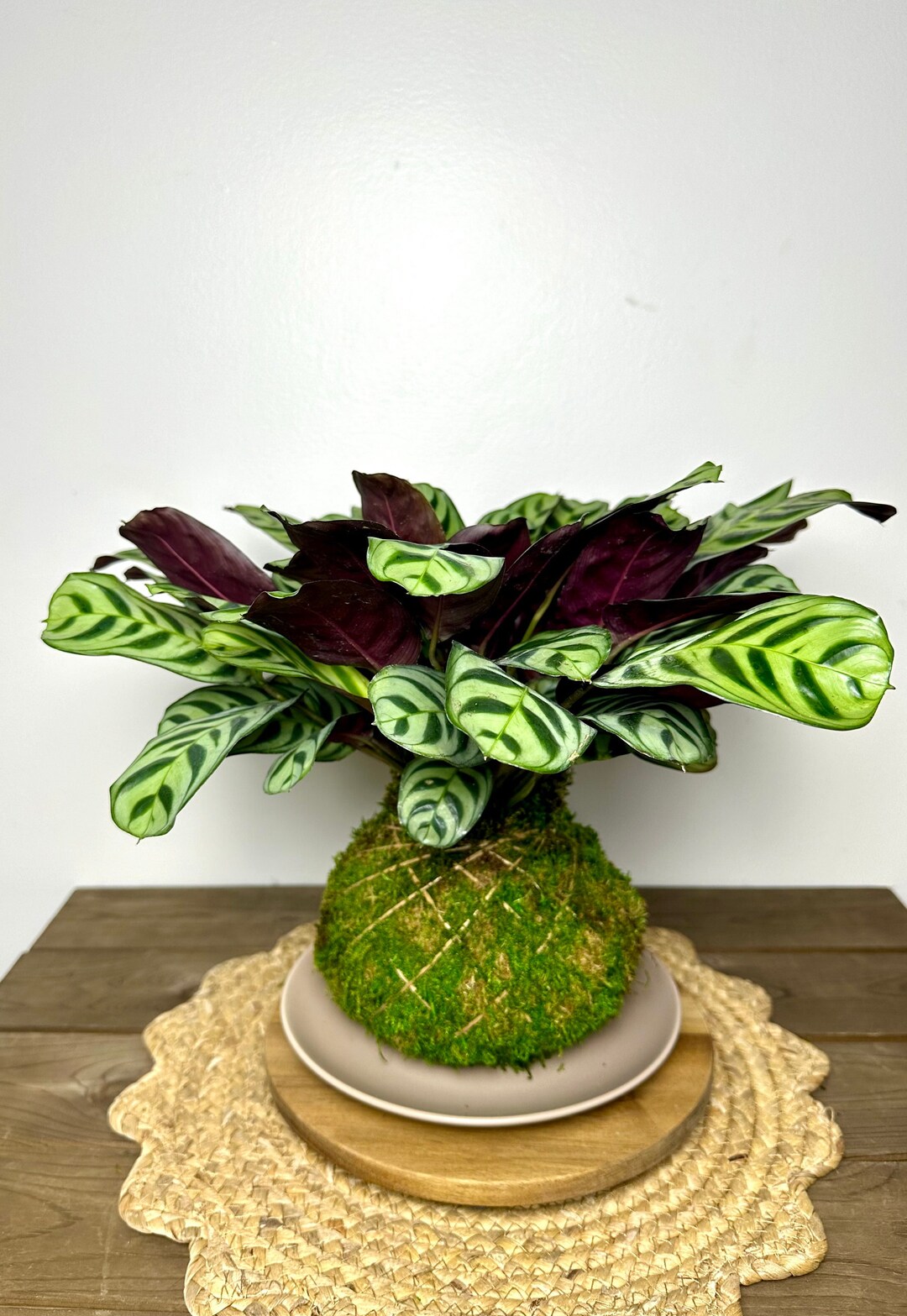 Ctenanthe Ambilis Kokedama, Live Plant Kokedama, Japanesse Plant Art ...