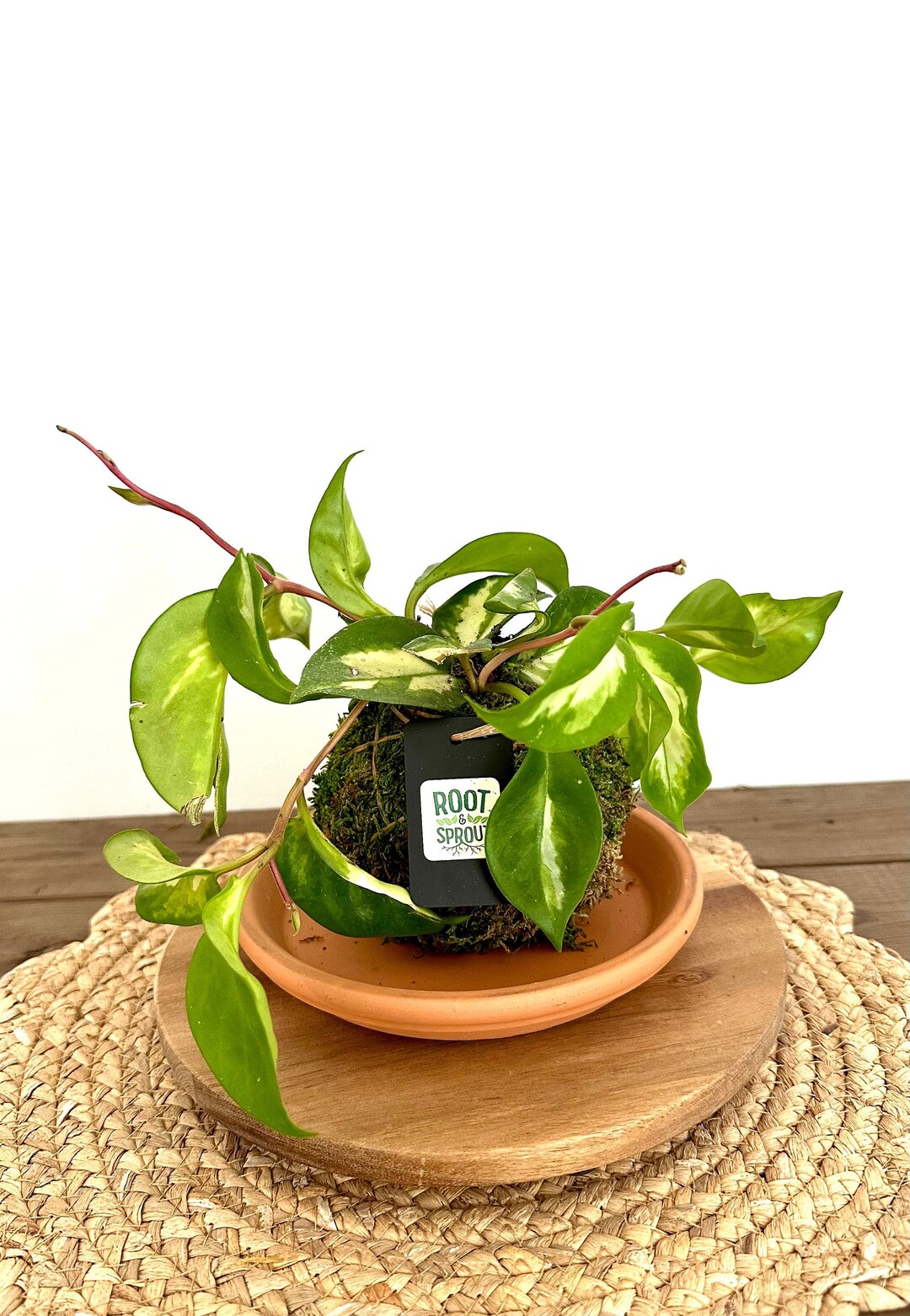 Hoya Carnosa Kokedama, Live Plant Kokedama, Japanese Plant Art, Moss ...