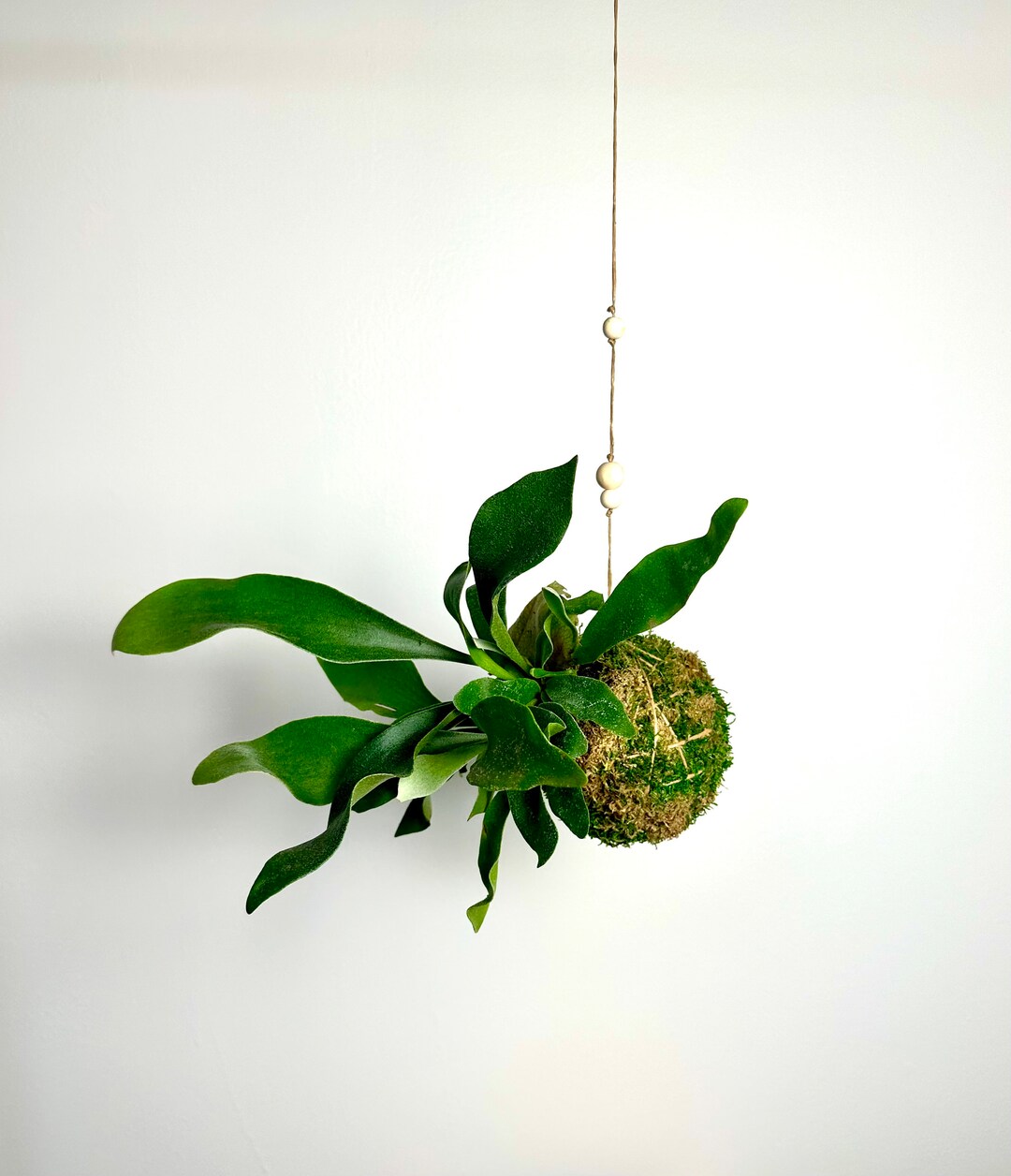 Staghorn Fern Kokedama, Live Plant Kokedama, Japanese Plant Art, Moss ...