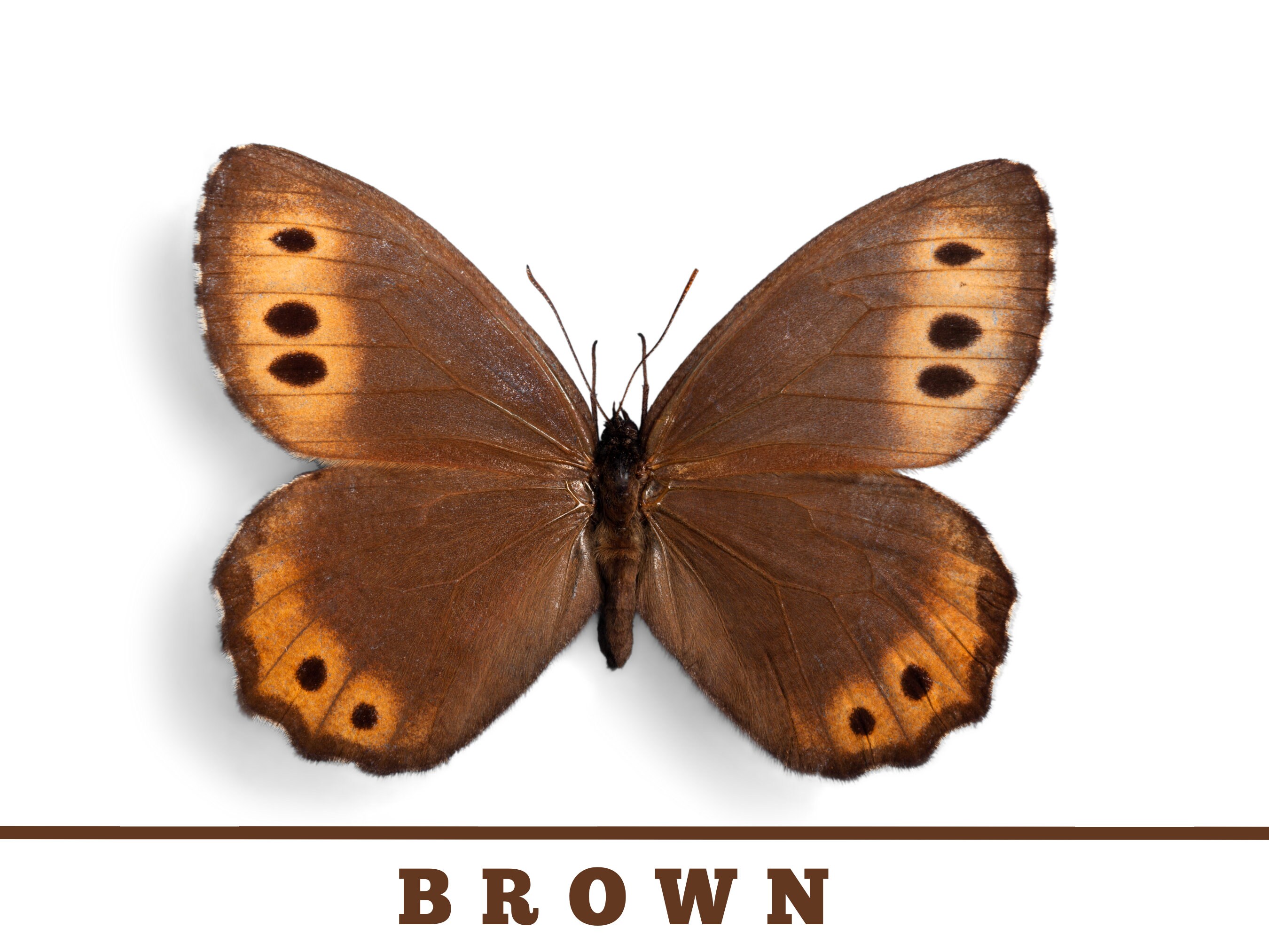 Butterfly Color Flashcards for Kids | Toddler Learning, Printable ...