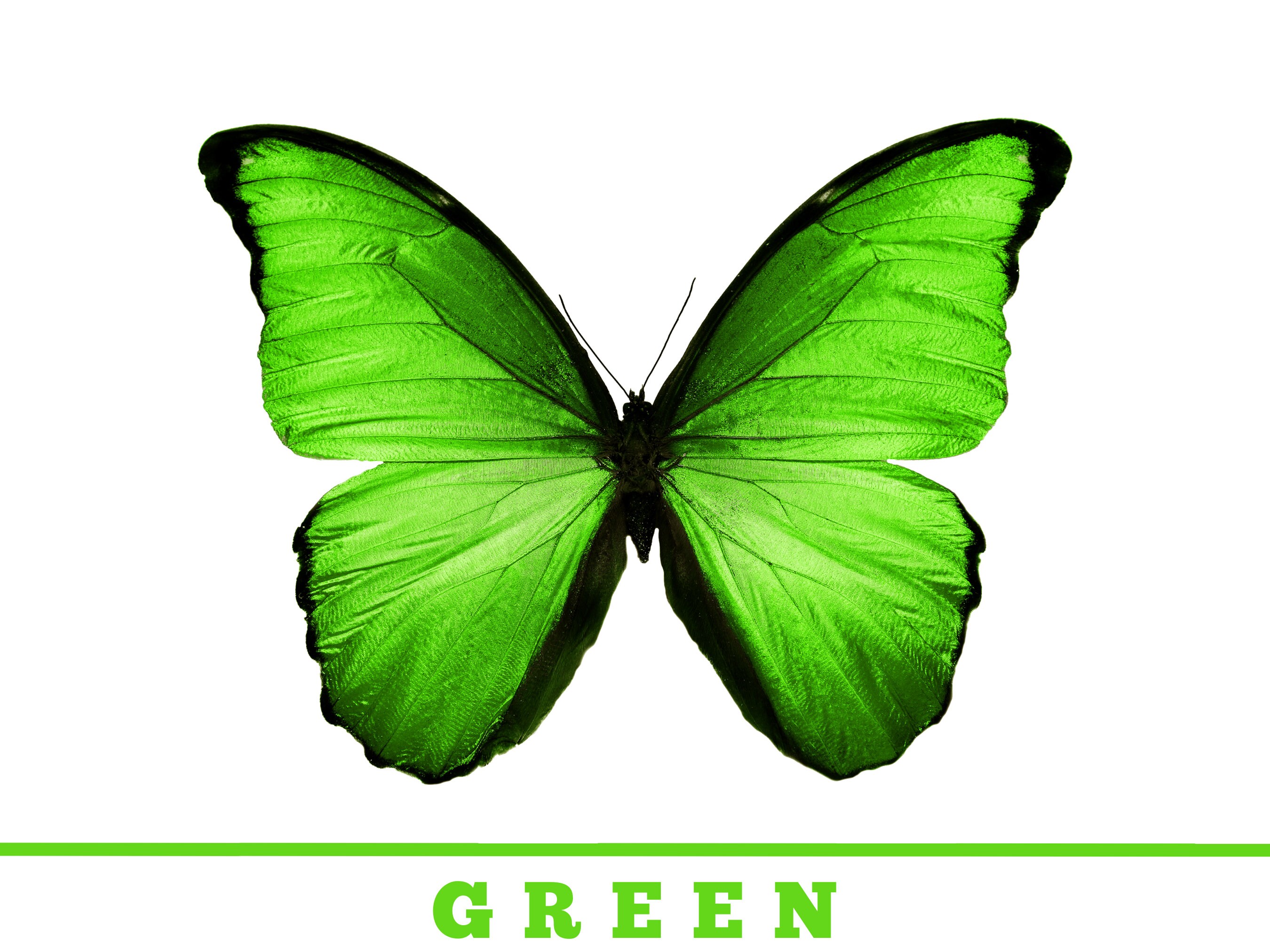 Colored Butterfly Flashcards Color Flashcards for Kids, Kids' Digital ...