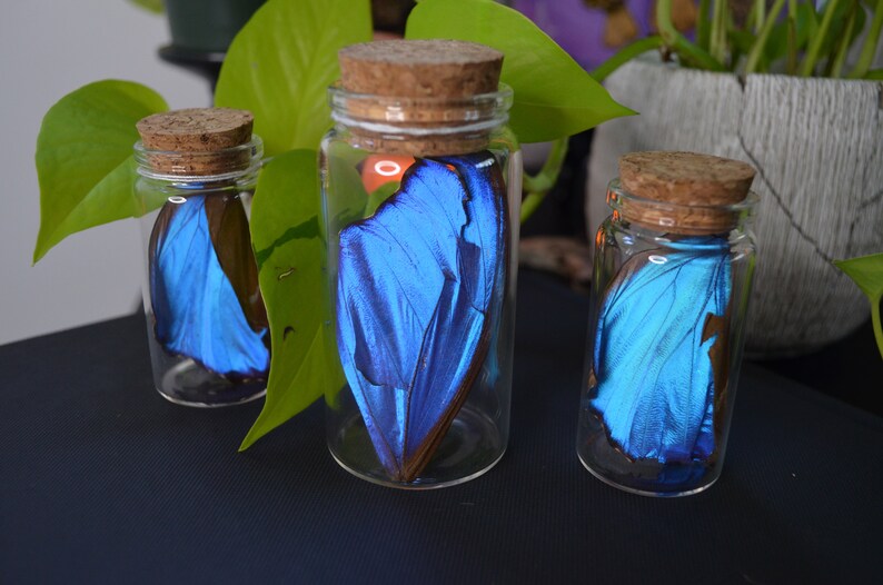 Blue Morpho Butterfly Wing - Etsy