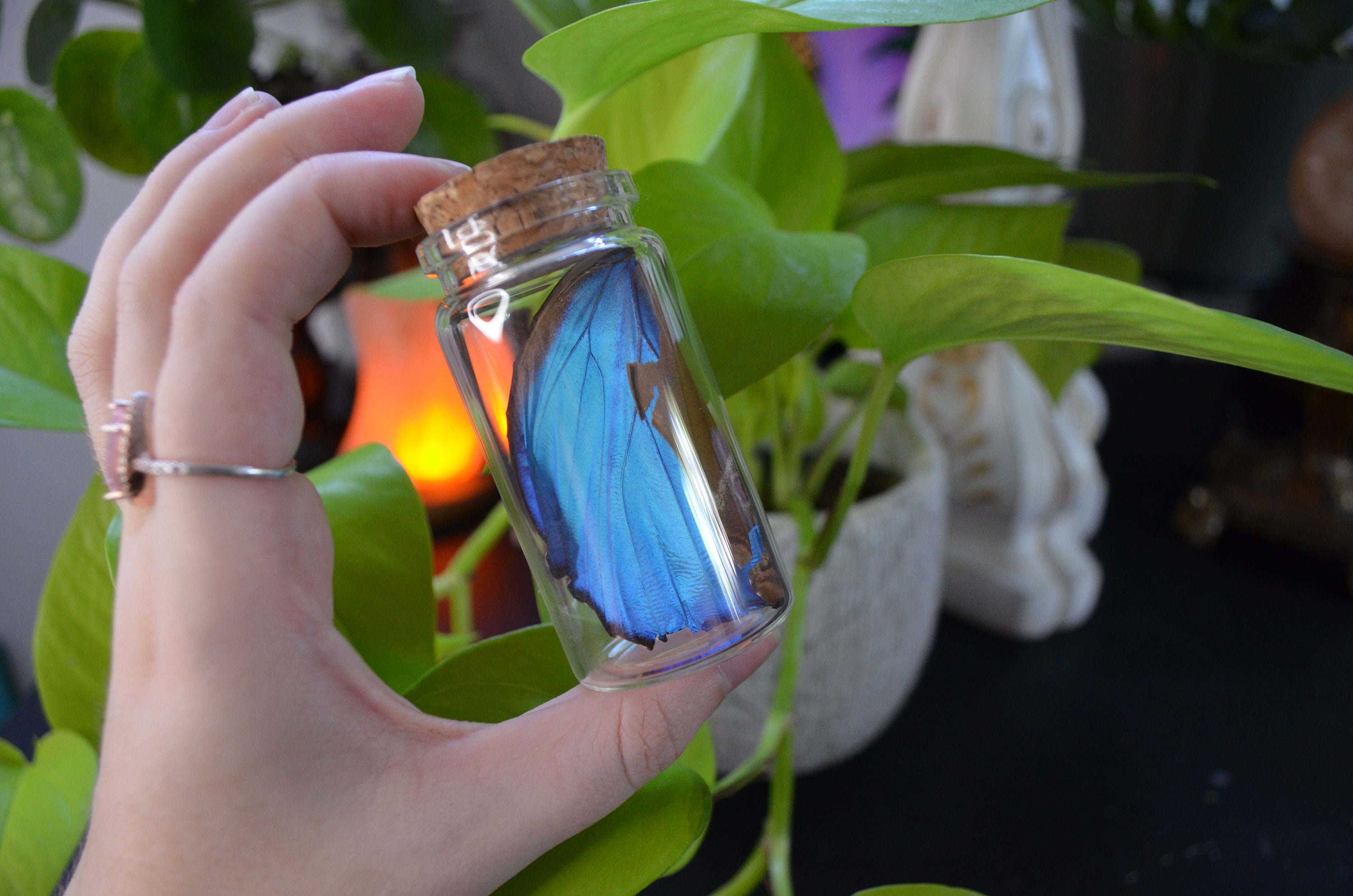 Blue Morpho Butterfly Wing - Etsy