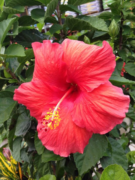 Hibiscus Flower Live Plant Produces Beautiful Red Hibiscus Flower Young ...