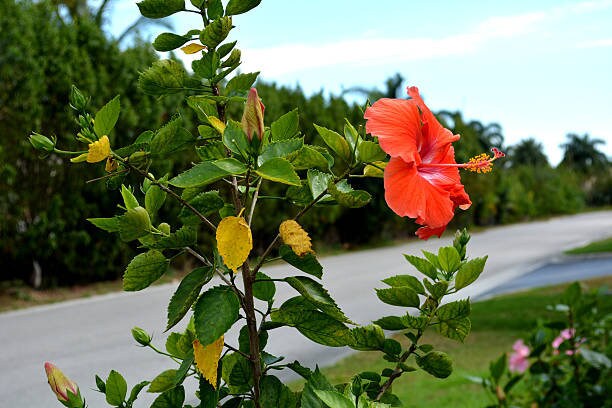 Hibiscus Flower Live Plant Produces Beautiful Red Hibiscus Flower Young ...