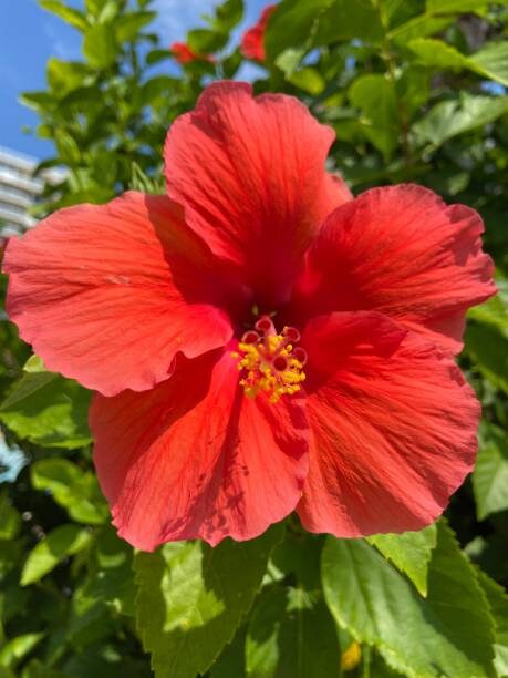 Hibiscus Flower Live Plant Produces Beautiful Red Hibiscus Flower Young ...