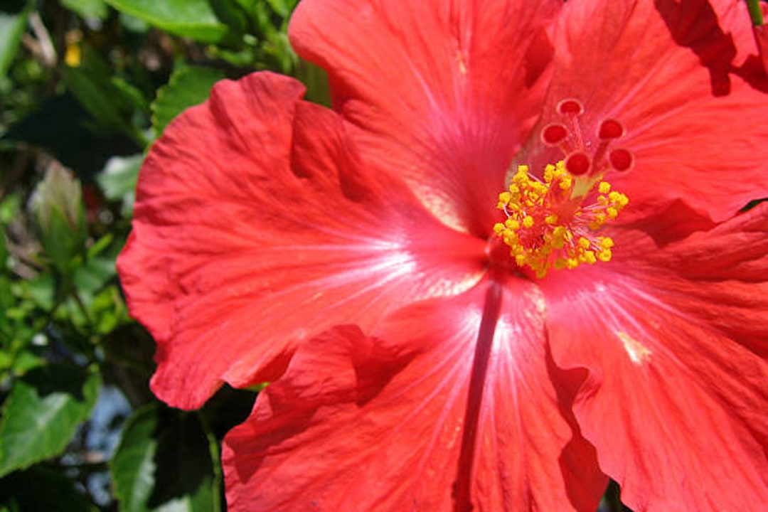 Hibiscus Flower Live Plant Produces Beautiful Red Hibiscus Flower Young ...