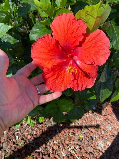 Hibiscus Flower Live Plant Produces Beautiful Red Hibiscus Flower Young ...