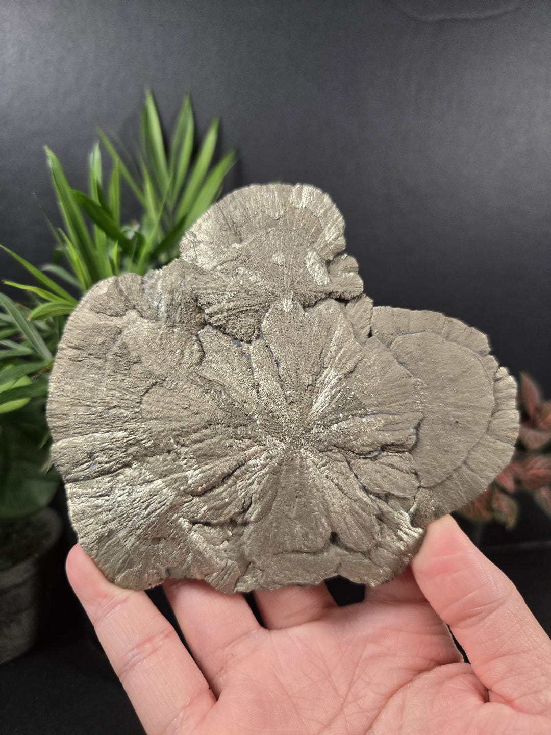 Large Pyrite Sun - Natural Mineral Crystal Specimen - Etsy