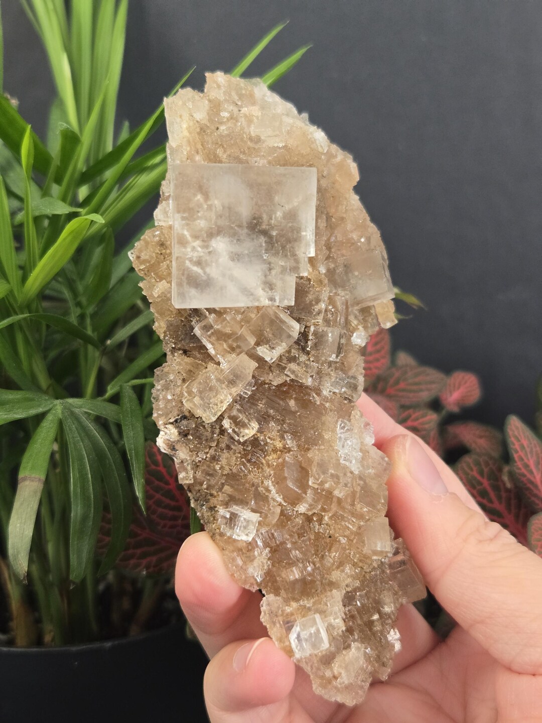 White Halite - Morroco - 2025 Find - Natural Mineral Crystal Specimen ...