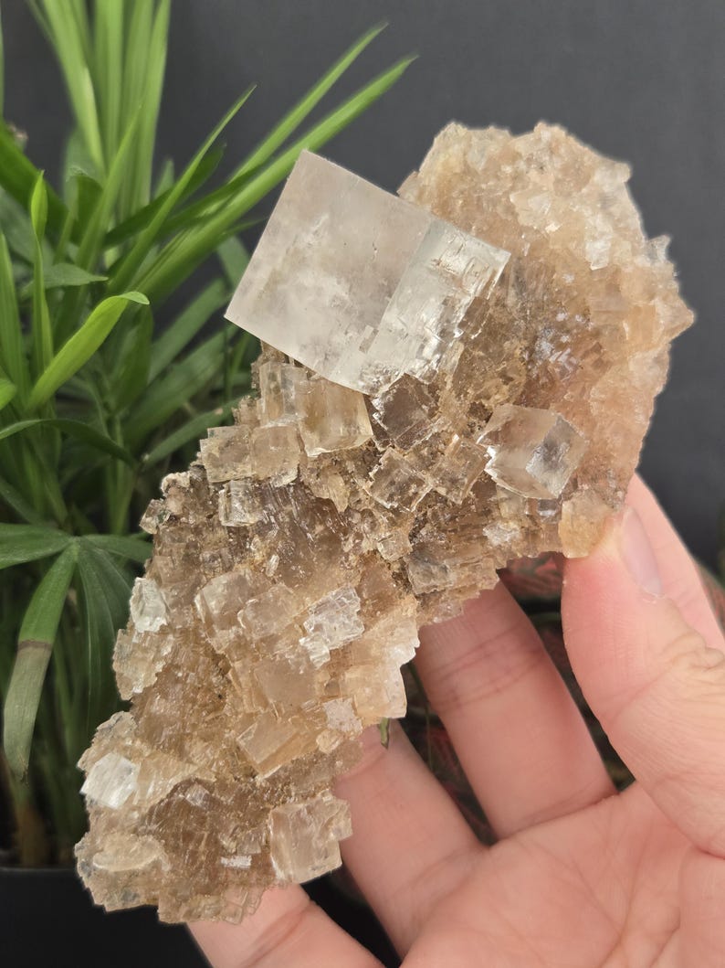 White Halite - Morroco - 2025 Find - Natural Mineral Crystal Specimen ...