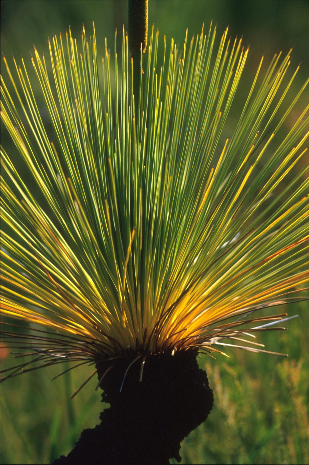 Grass Tree Fan Digital Wall Art - Australian Bush Photography in Greens ...