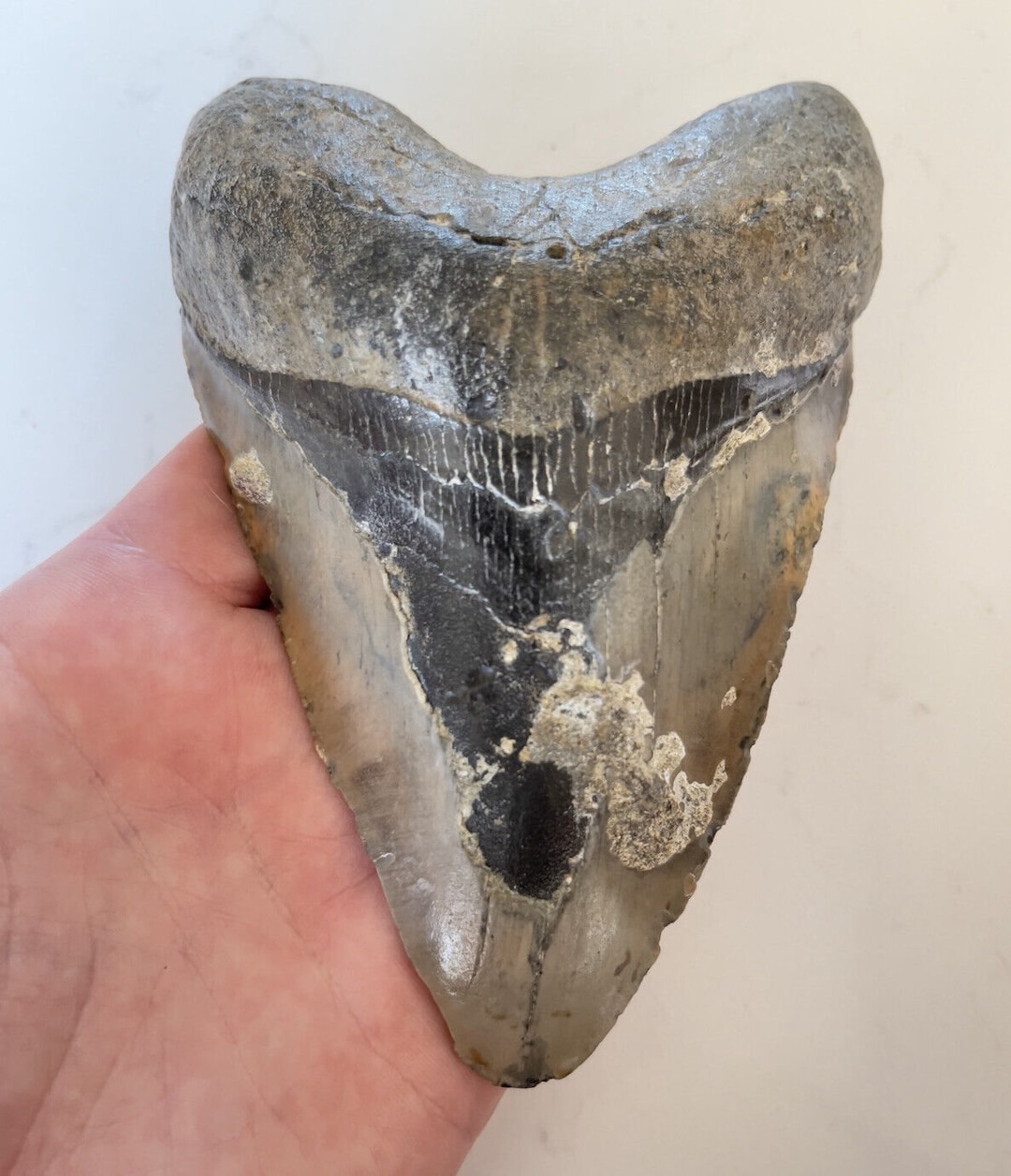 Megalodon Tooth Fossil Authentic Prehistoric Shark Tooth 5.17 Inches - Etsy