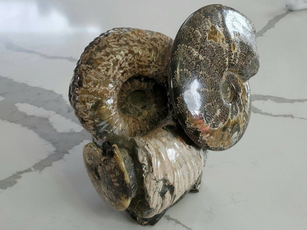 Authentic Ammonite Conch Cluster Fossil, 14lbs 7oz. - Etsy