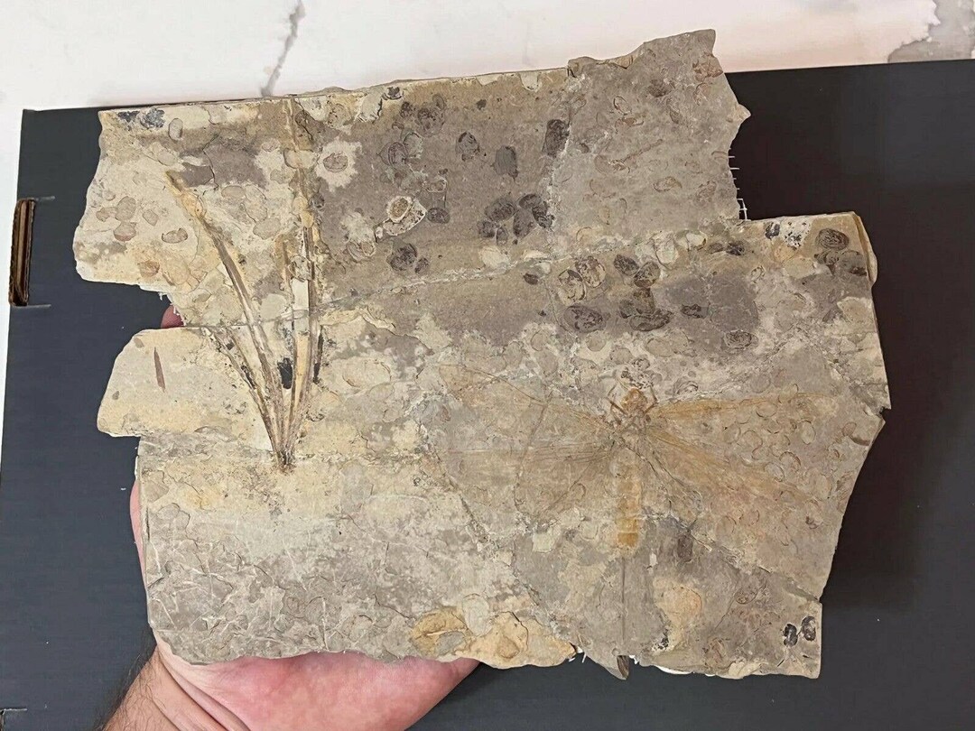 Stunning Rare Fossilized Dragonfly, Extinct Super Insect and Plant ...