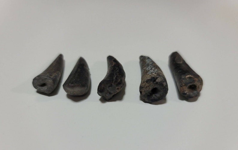 5 Stolokrosuchus Dinosaur Teeth Fossils, Authentic Fossil, No ...