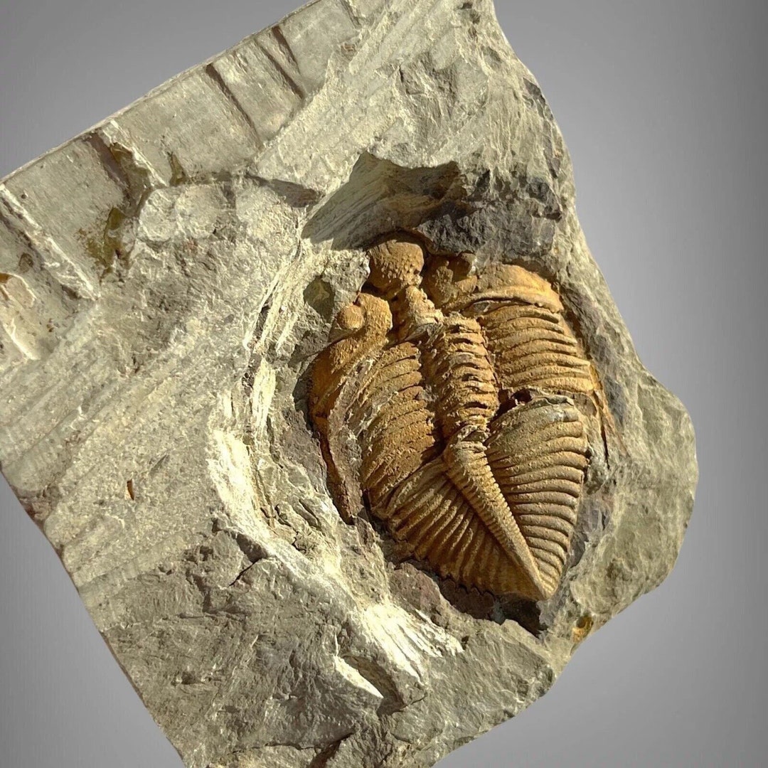Authentic Golden Trilobite Fossil, Coronocephalus Jastrowi, Silurian ...