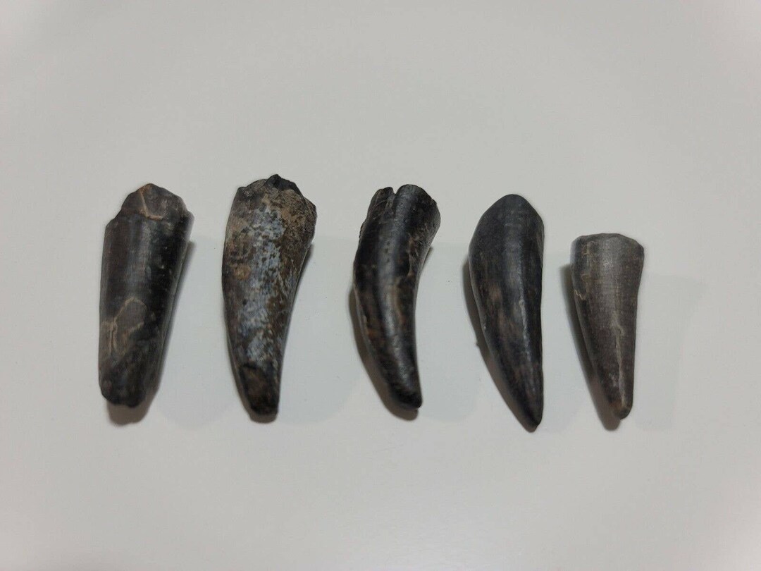 5 Stolokrosuchus Dinosaur Teeth Fossils, Authentic Fossil, No ...