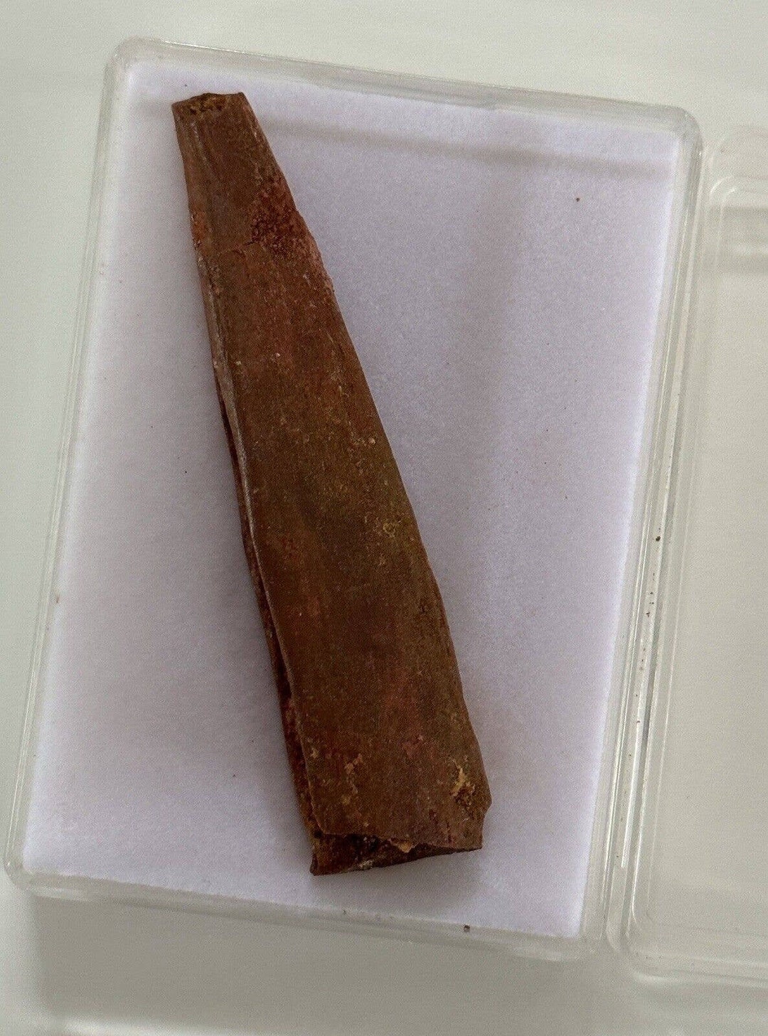 Authentic Hybodus Shark Dorsal Spine 2.99, Real Fossil, Cretaceous ...