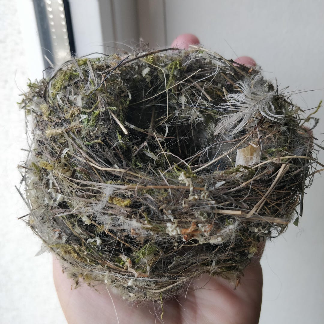 Bird Nest Bird's Authentic Real Nest Ornithology Nature Forest Easter ...