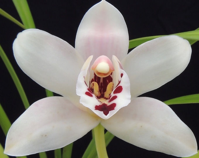 Cool Growing Cymbidium Sanderae Orchid Seedling. - Etsy UK