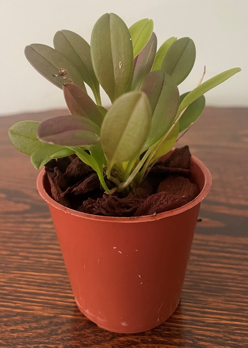 Cool Growing Masdevallia Nidifica Yellow Orchid - Etsy UK