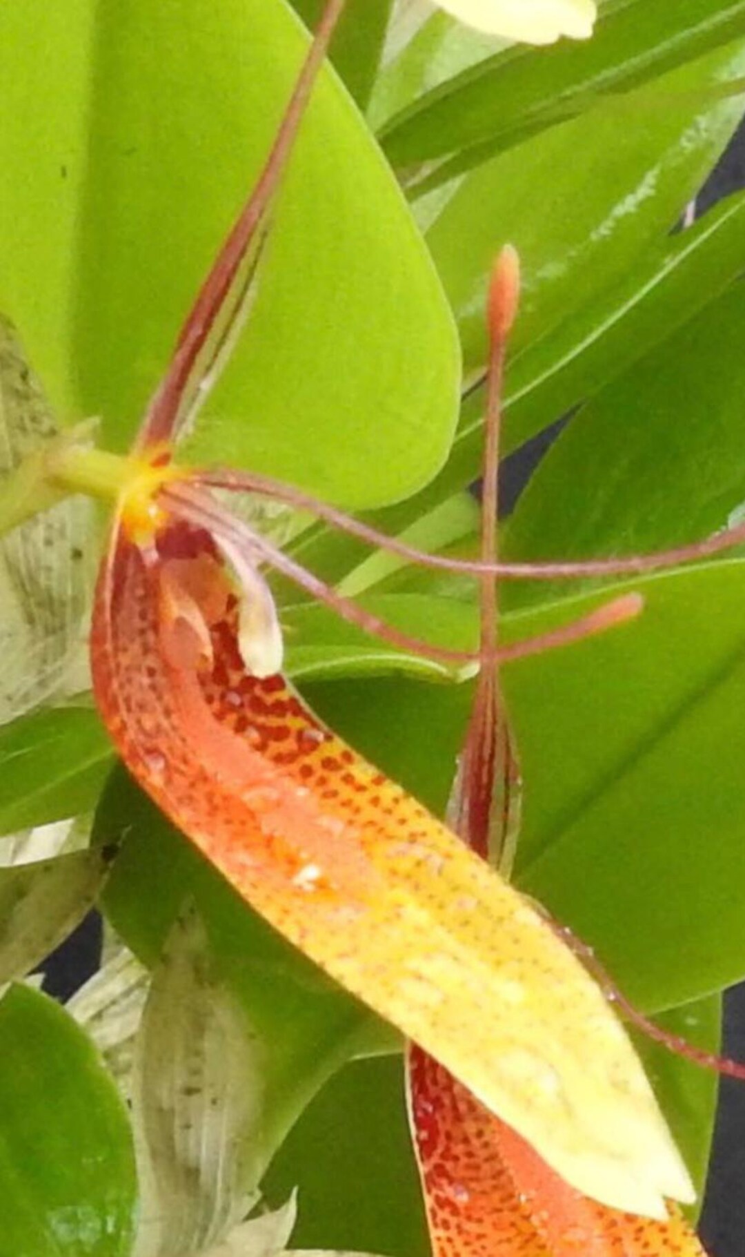 Miniature Restrepia Lankesteri Orchid - Etsy UK