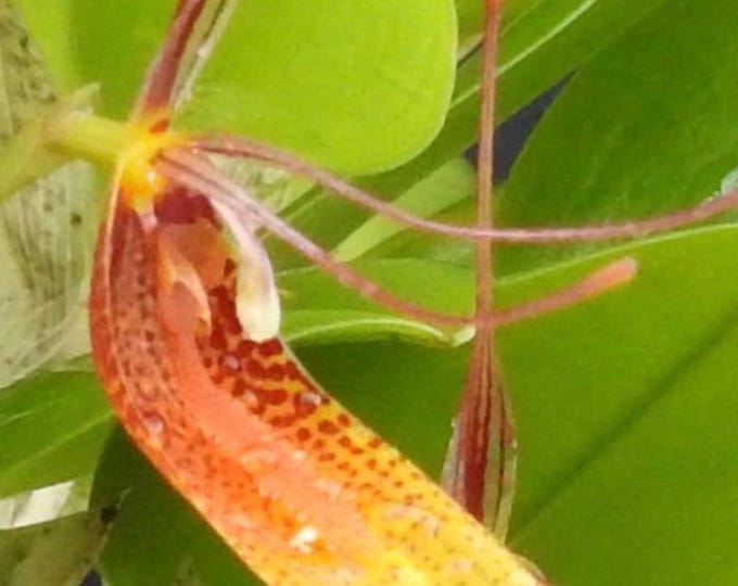 Miniature Restrepia Lankesteri Orchid - Etsy UK