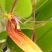 Miniature Restrepia Lankesteri Orchid - Etsy UK