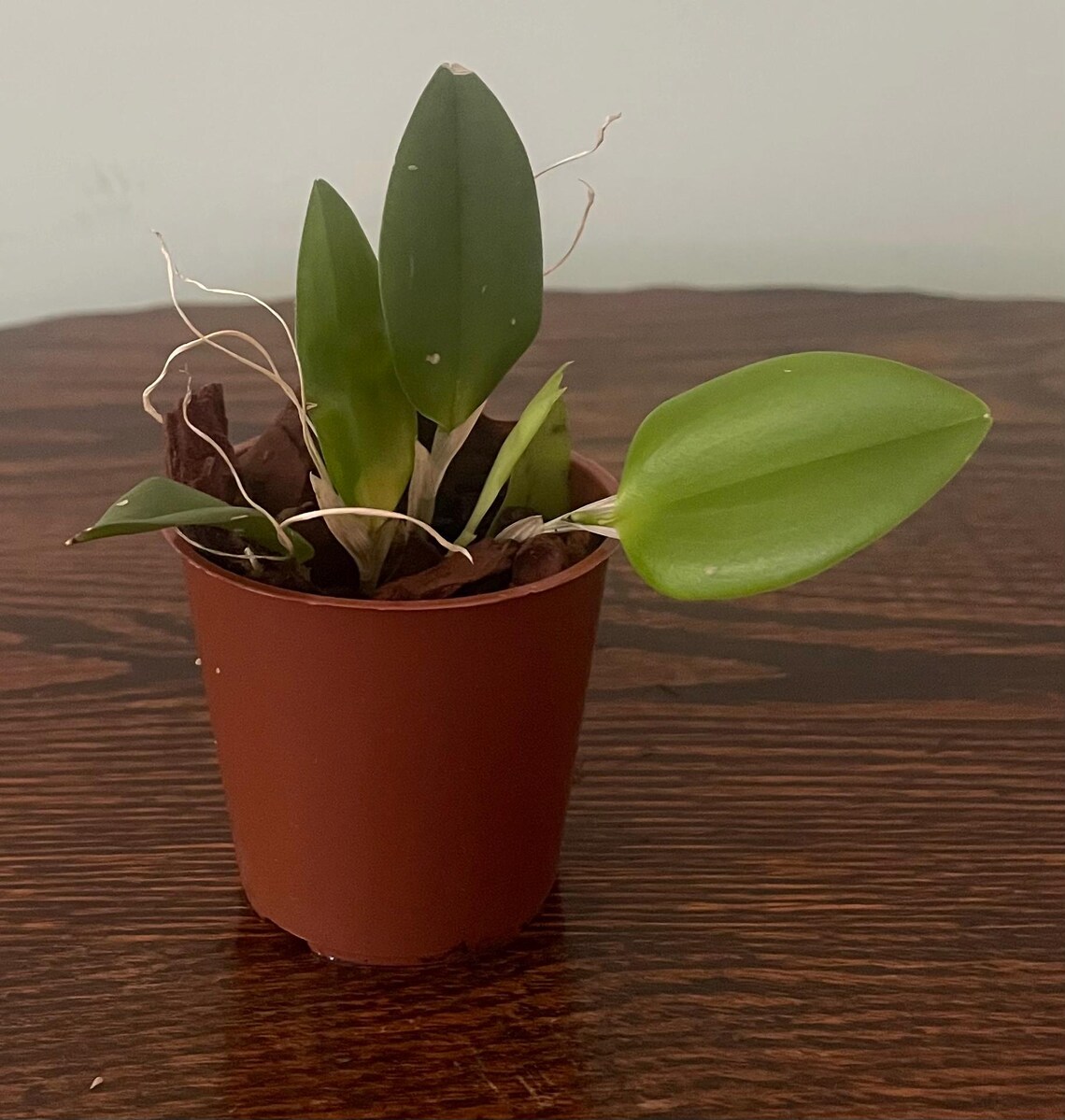 Miniature Restrepia Lankesteri Orchid - Etsy UK