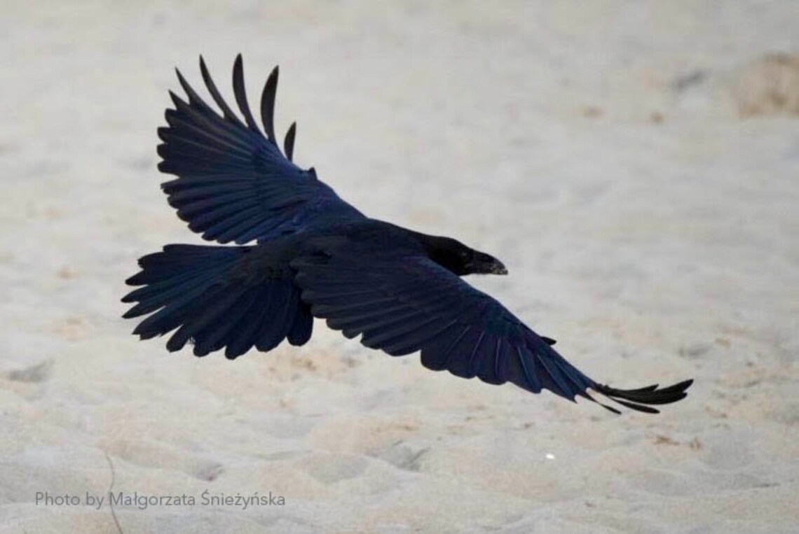 Raven - Crow - Black Bird - Art Project - 4 Sizes - Machine Embroidery ...