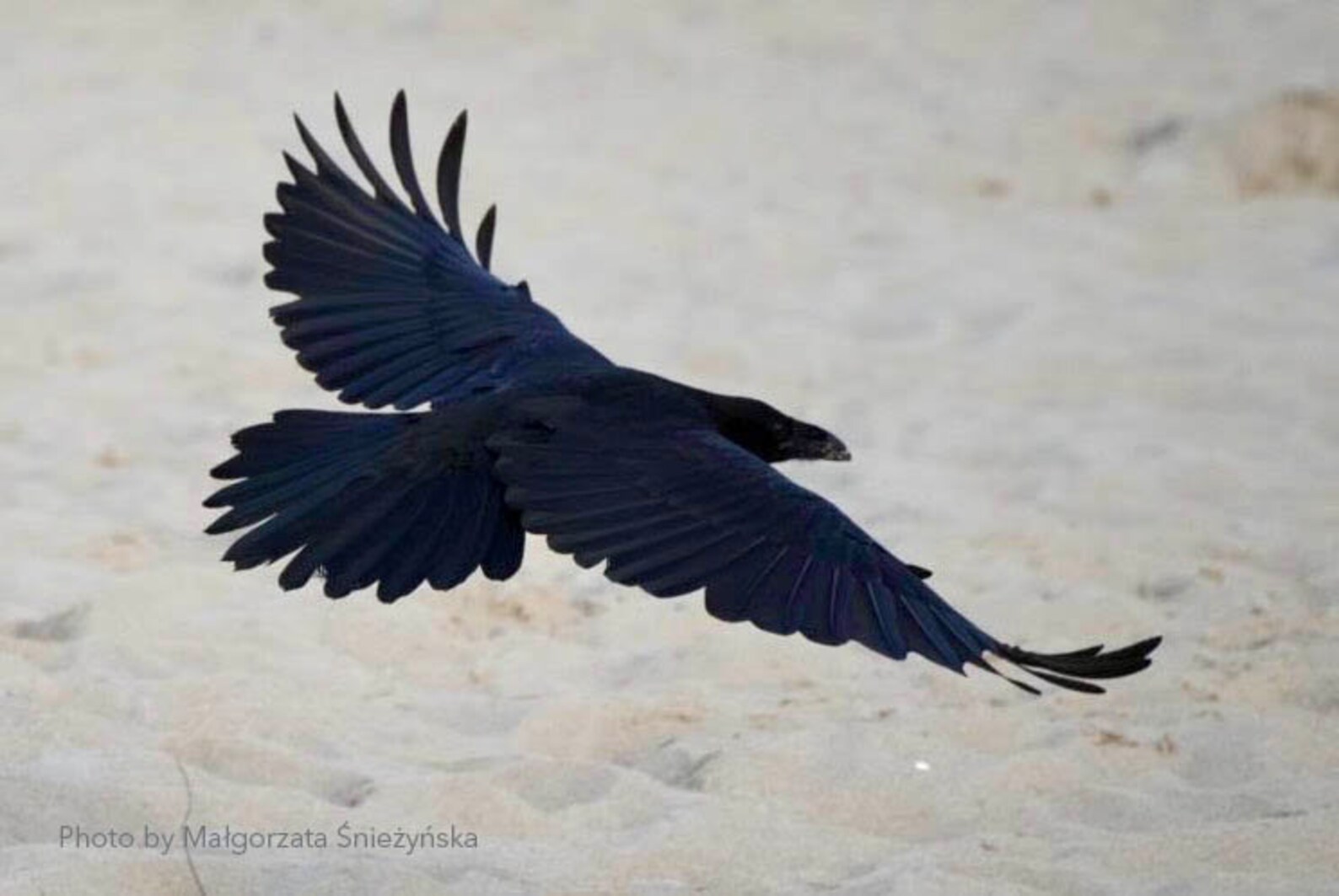Raven - Crow - Black Bird - Art Project - 4 Sizes - Machine Embroidery ...