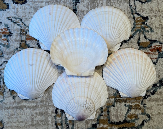 Six Huge 6 Irish Baking Scallop Seashells - Etsy
