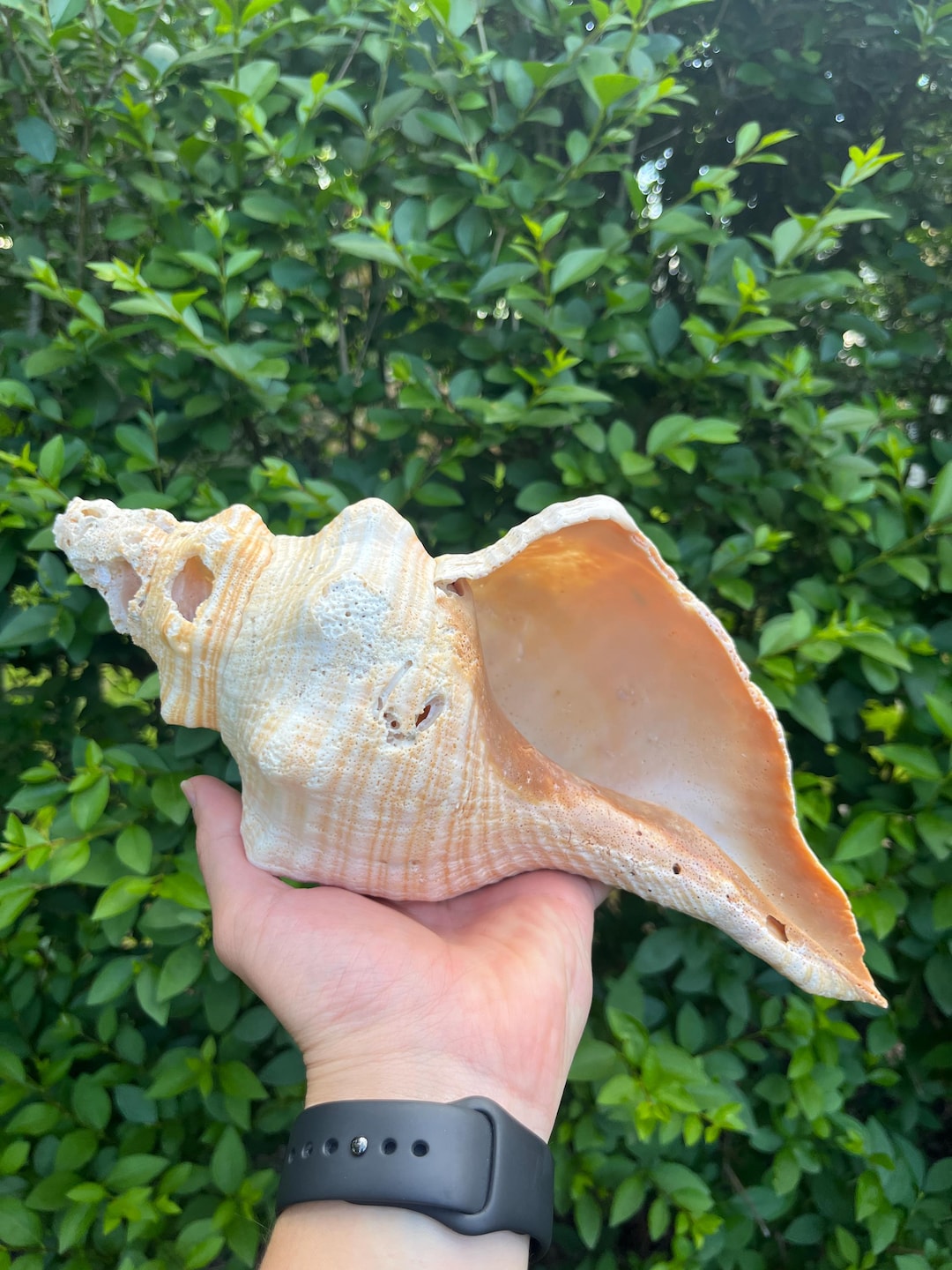 Large 11" Polished Florida Horse Conch Seashell - Triplofusus Giganteus ...
