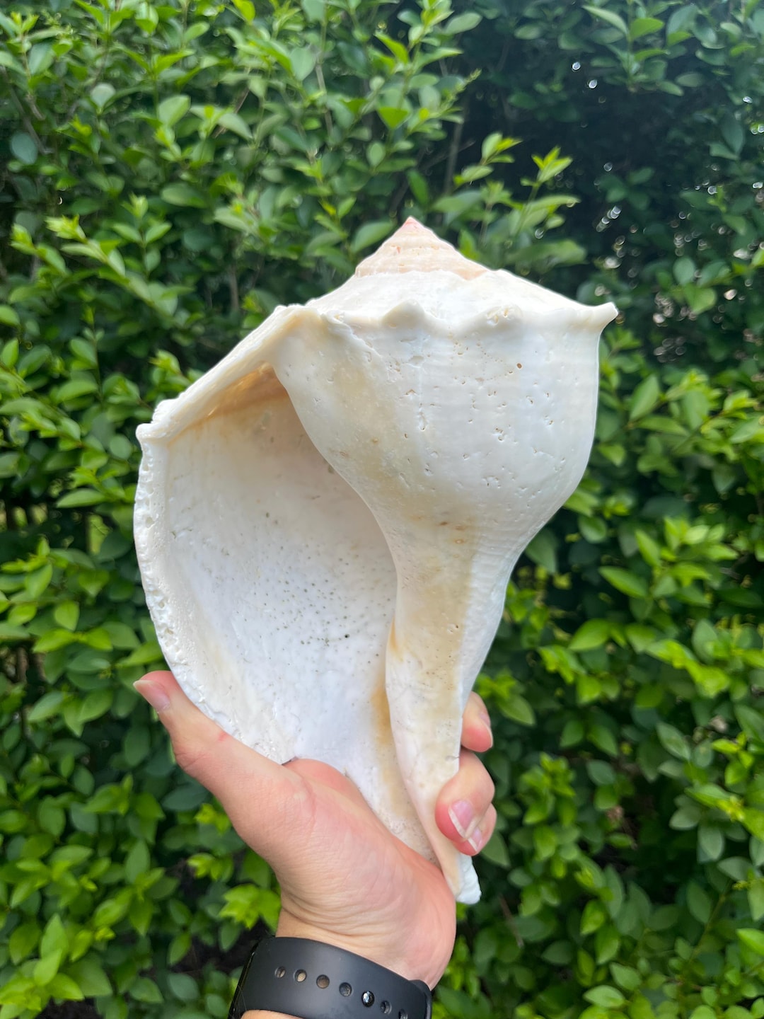 Massive 10" Vintage Florida Lightning Whelk Seashell - Sinistrofulgur ...