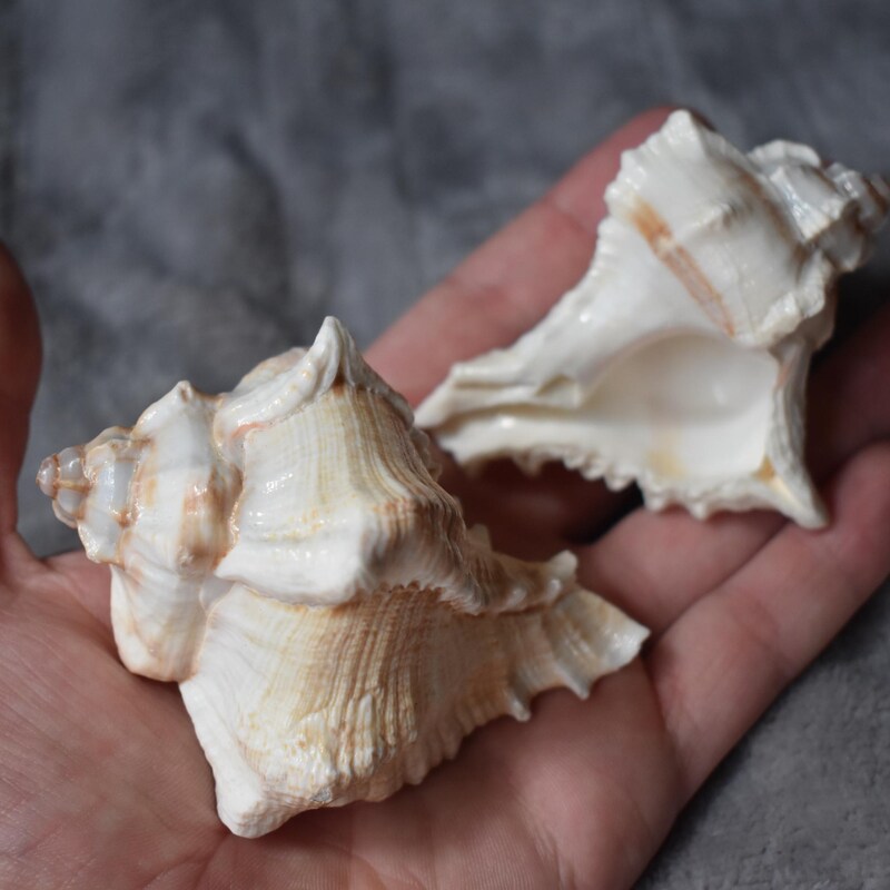 Murex Shell - Etsy