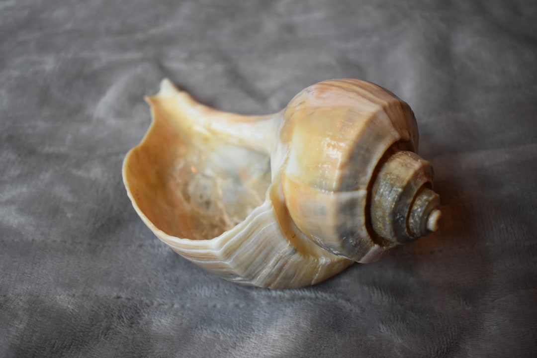 Large 6.75" Polished Atlantic Channeled Whelk Seashell - Busycotypus ...