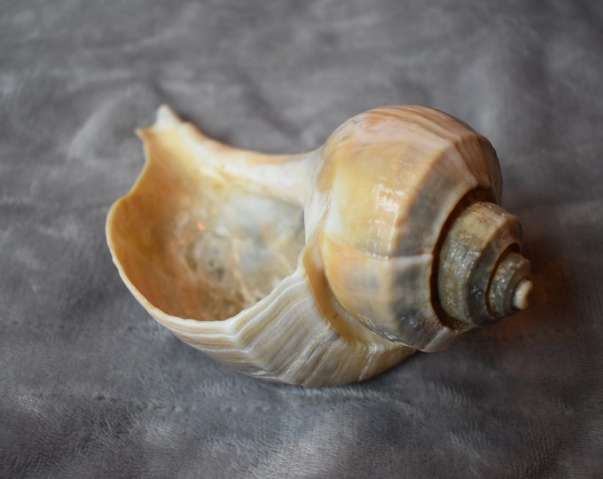 Large 6.75" Polished Atlantic Channeled Whelk Seashell - Busycotypus ...