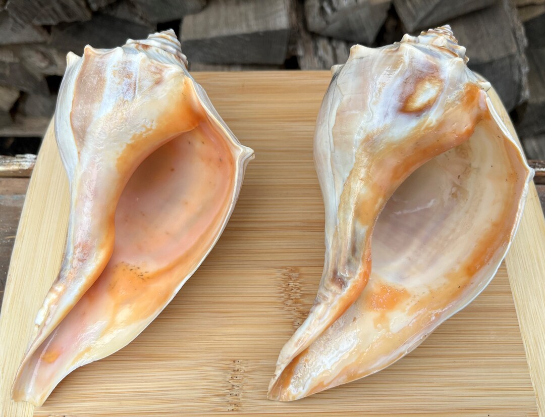 Set of Two Large Polished Atlantic Knobbed Whelk Seashells 7.25 & 7.5 ...