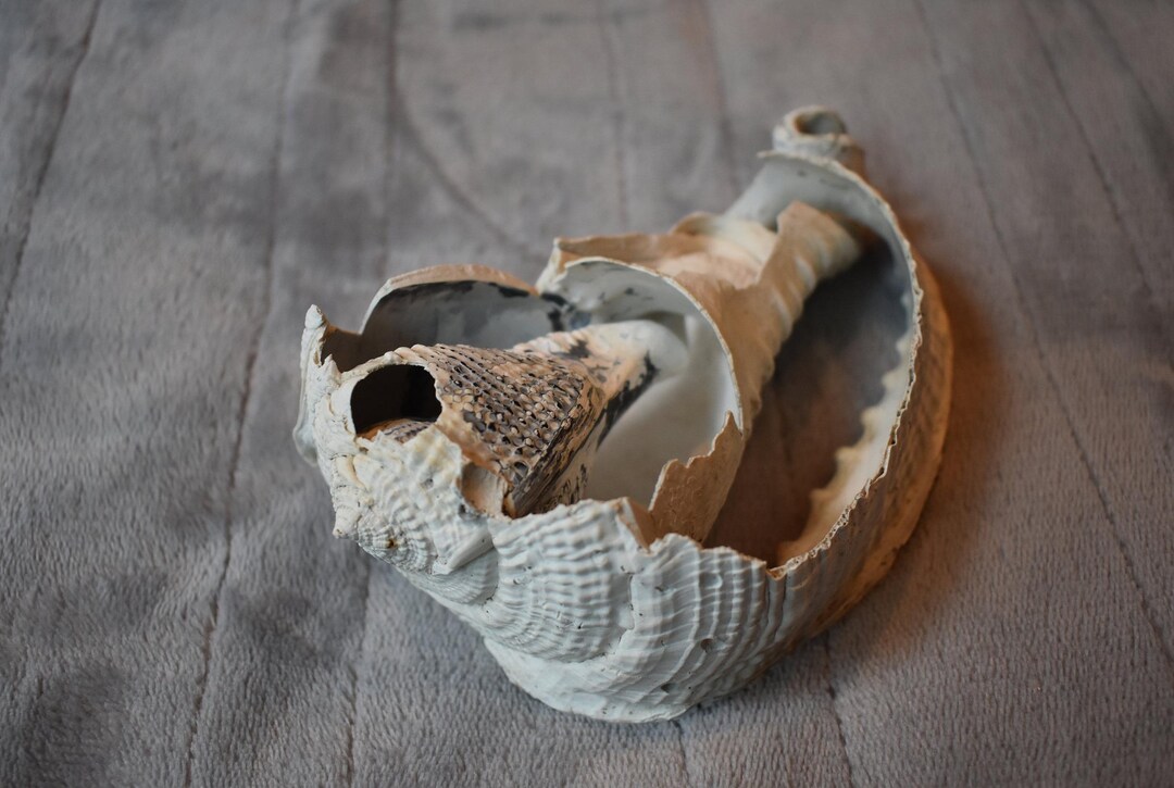 Vintage 5.25" Fossilized Helmet Seashell - Etsy