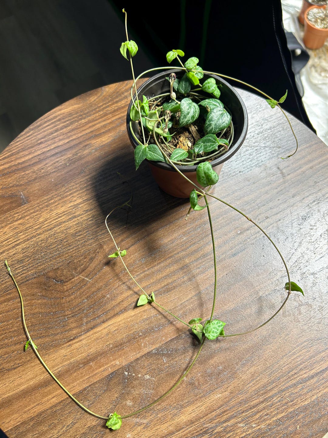 String of Arrows - Etsy