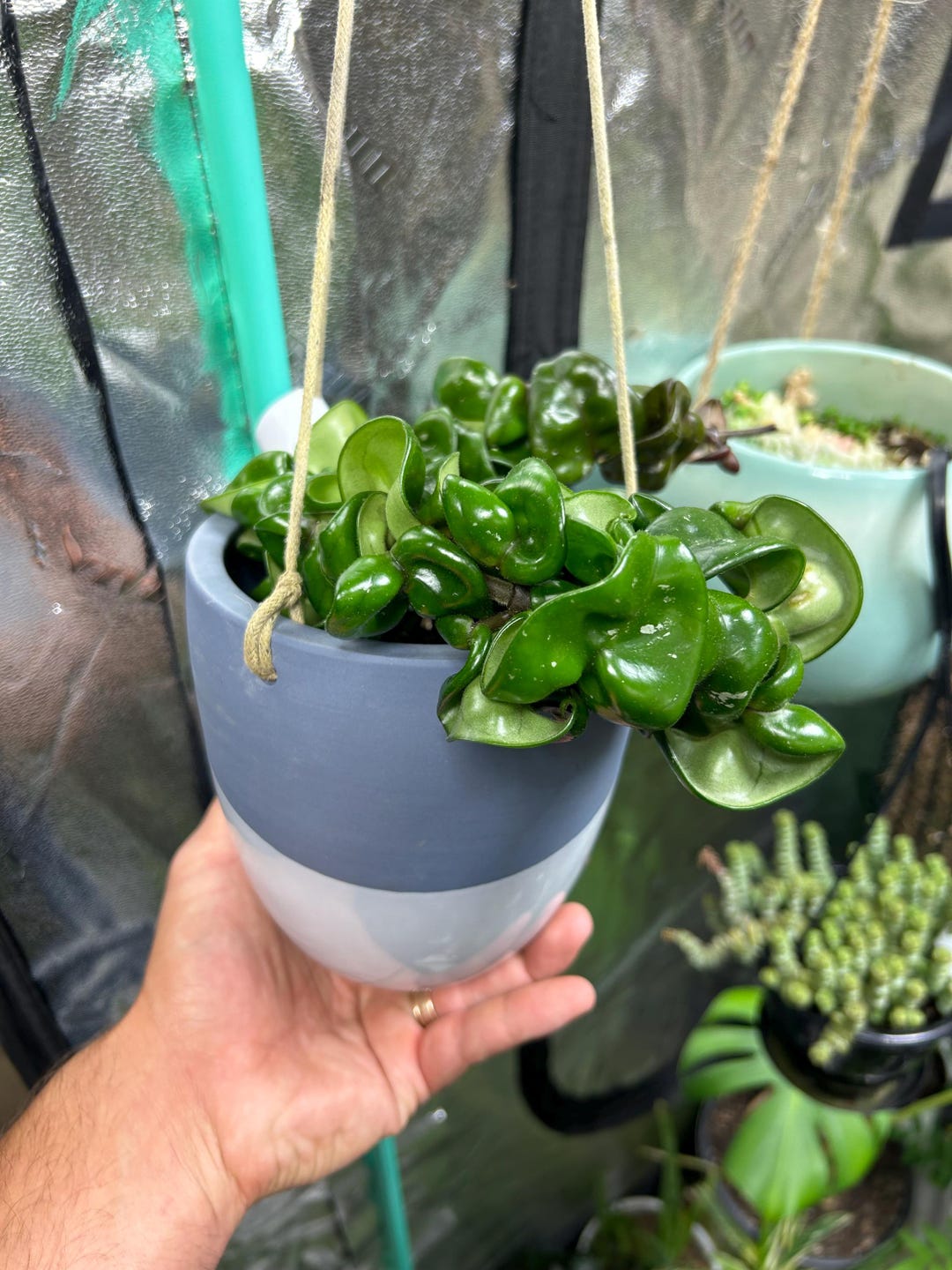 Hanging Hoya Compacta - Etsy