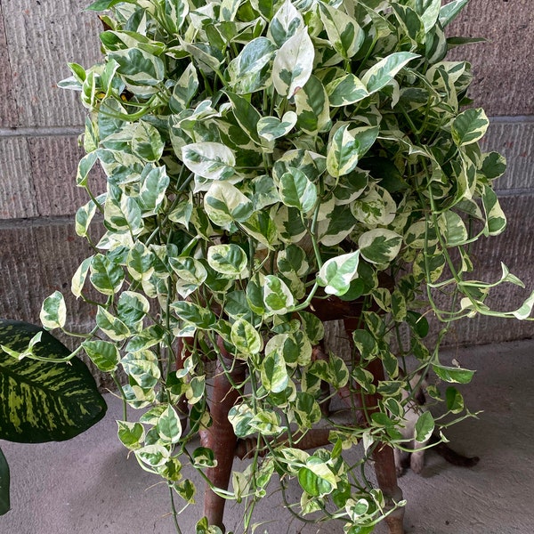 Pothos - Etsy