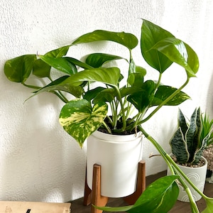 Golden Pothos Live Trailing House Plant - Etsy