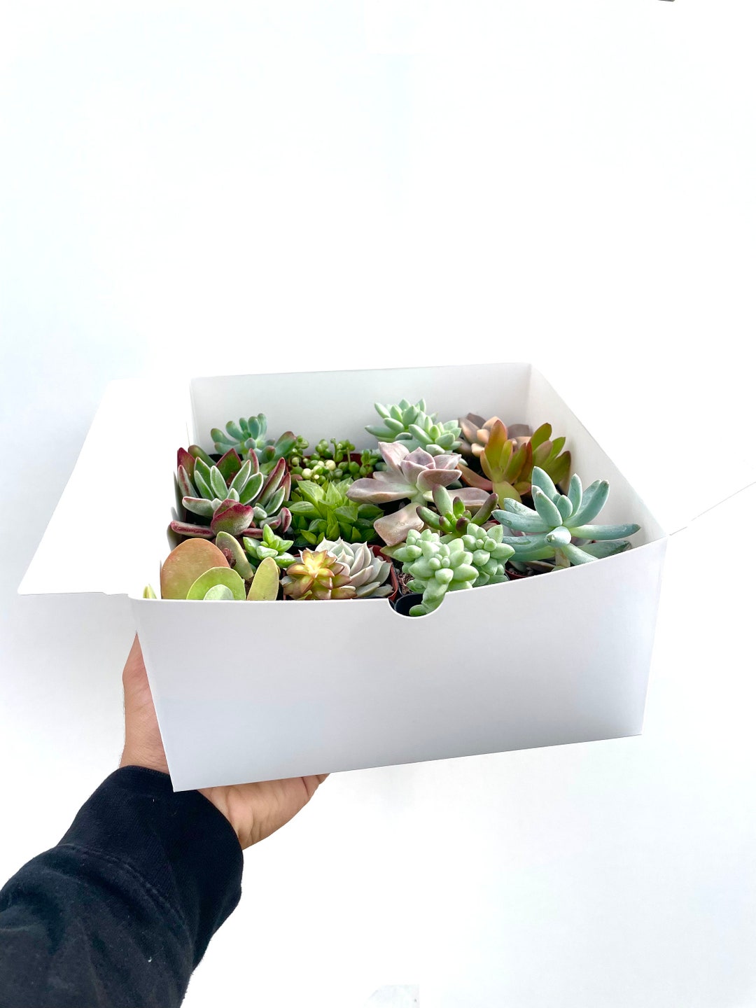 Succulent Gift Box - 16 Succulents - DIY Succulent Gifts - Etsy