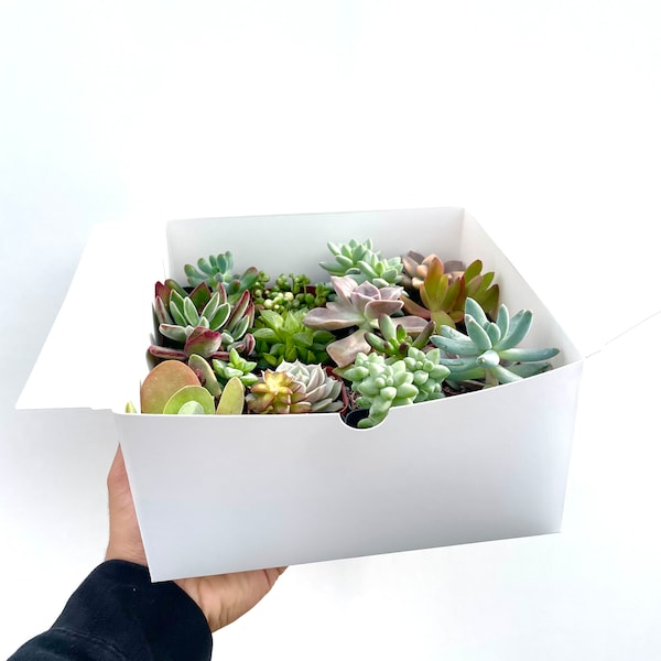 Succulent Box - Etsy