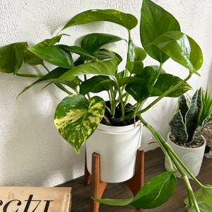 Golden Pothos Live Trailing House Plant - Etsy