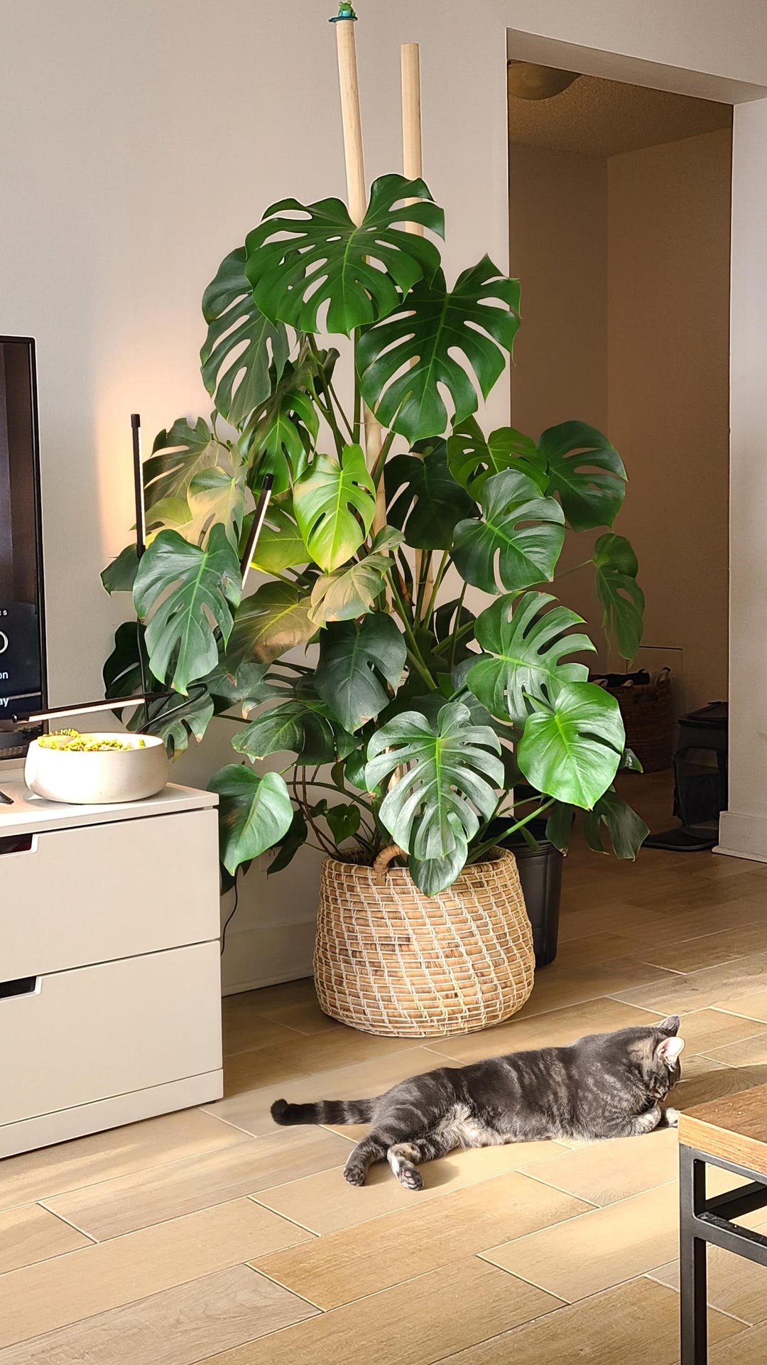 Live Monstera Swiss Cheese - Split Leaf - Tropical Indoor House Plant ...