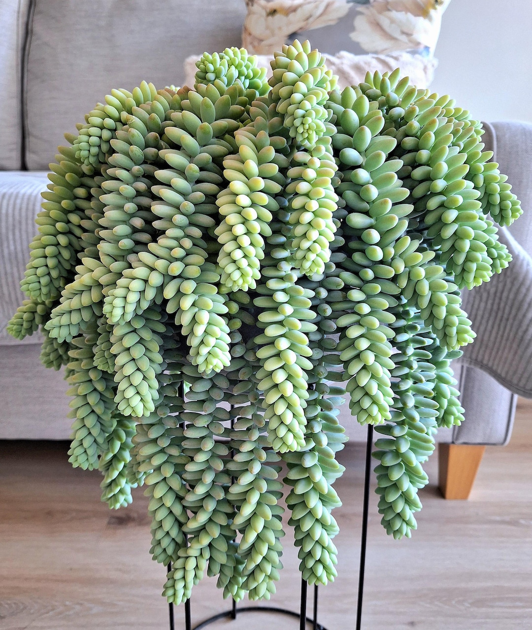 Live Donkey Tail Succulent- Beautiful Rare Hanging Succulent- Indoor ...